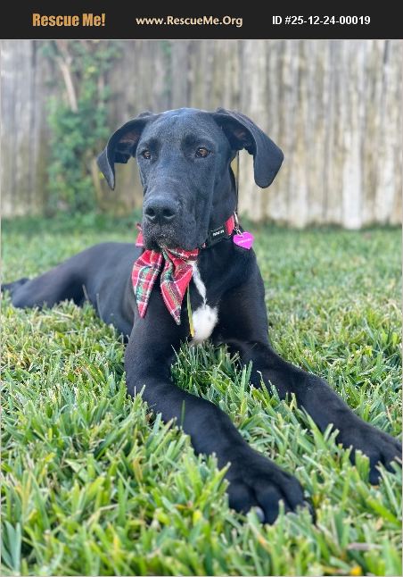 ADOPT 25122400019 ~ Great Dane Rescue ~ Upland, CA