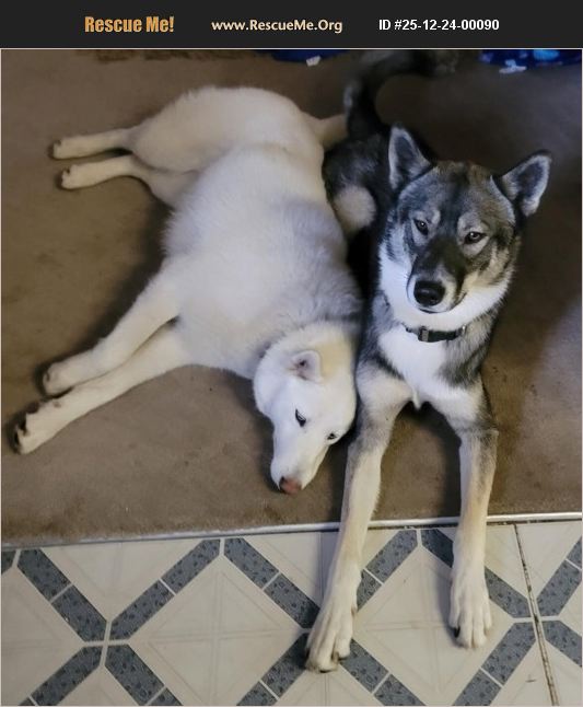 ADOPT 25122400090 ~ Siberian Husky Rescue ~ Floyds Knobs, IN