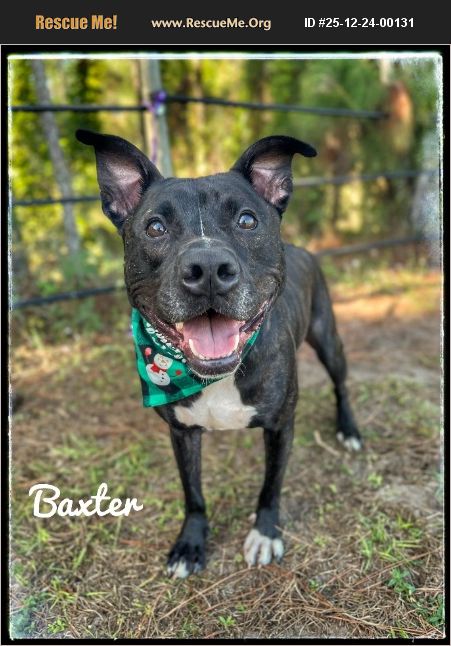 ADOPT 25122400131 ~ American Staffordshire Terrier Rescue ~ Sebring, FL