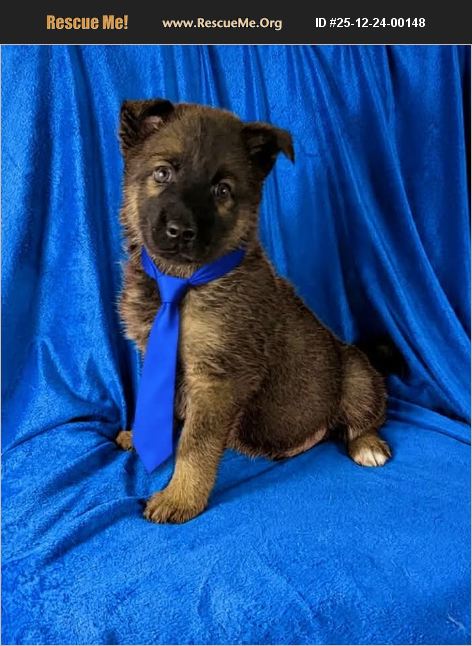 ADOPT 25122400148 ~ German Shepherd Rescue ~ Newark, DE