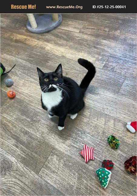 ADOPT 25122500041 ~ Domestic Cat Rescue ~ Dayton, OR