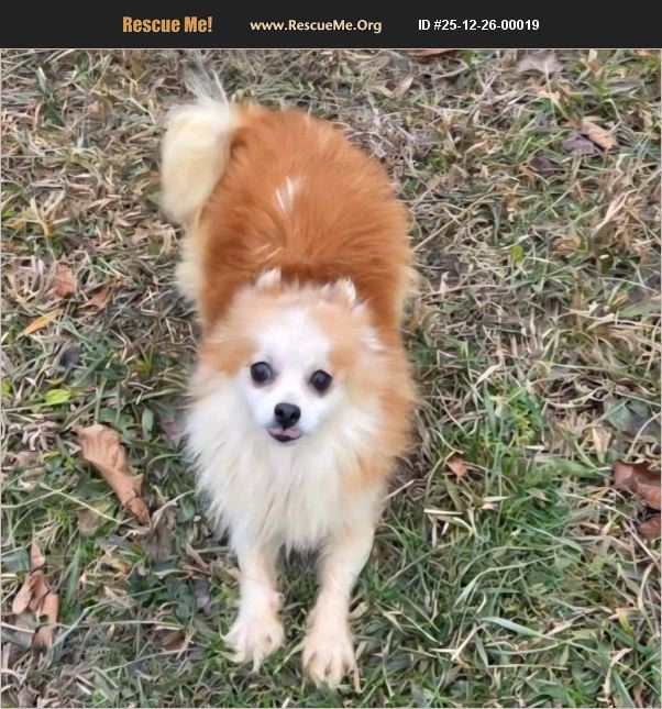 ADOPT 25122600019 ~ Pomeranian Rescue ~ Richmond, KY