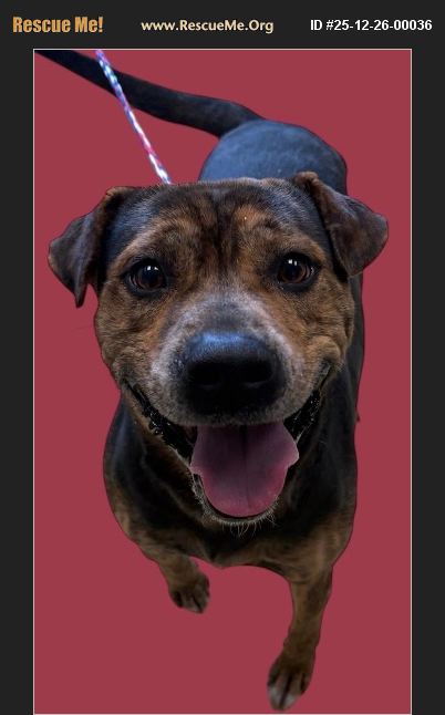 ADOPT 25122600036 ~ Shar-Pei Rescue ~ New Castle, IN