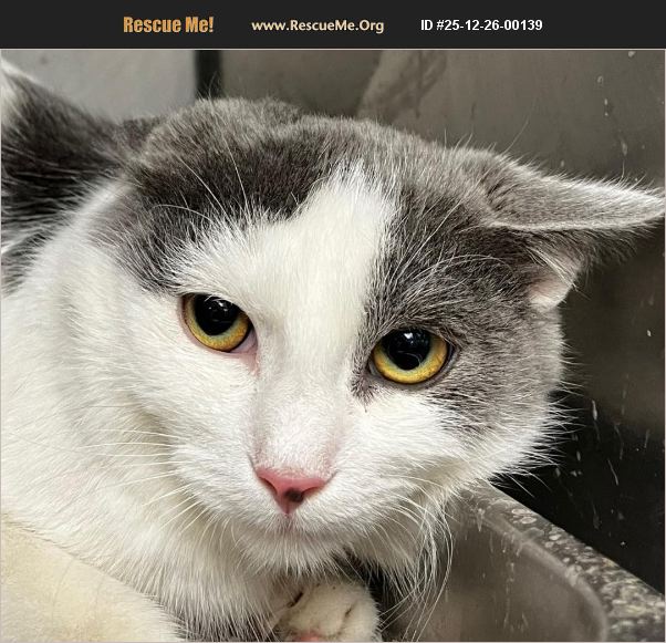 ADOPT 25122600139 ~ Domestic Cat Rescue ~ New Castle, IN