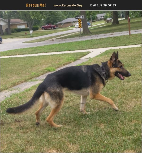 ADOPT 25122600183 ~ German Shepherd Rescue ~ De Motte, IN