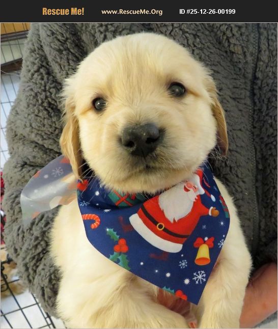 ADOPT 25122600199 ~ Golden Retriever Rescue ~ Crown Point, IN