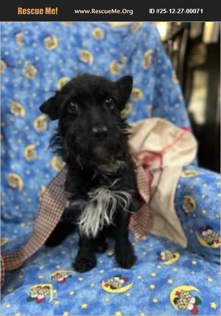 ADOPT 25122700071 ~ Scottish Terrier Rescue ~ Williston, VT