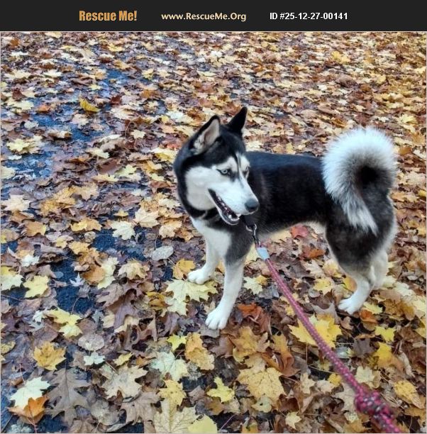 ADOPT 25122700141 ~ Siberian Husky Rescue ~ Watervliet, NY