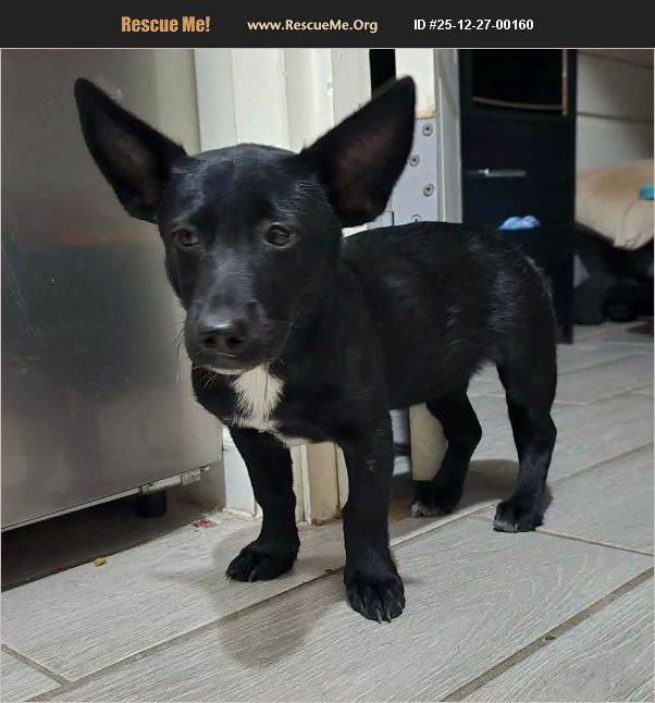 ADOPT 25122700160 ~ Australian Kelpie Rescue ~ Windsor, WI
