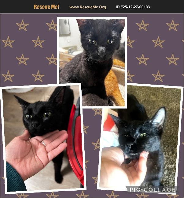 ADOPT 25122700183 ~ Domestic Cat Rescue ~ Riverside, CA