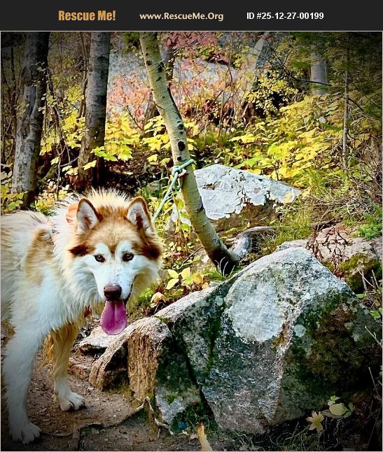 ADOPT 25122700199 ~ Alaskan Malamute Rescue ~ Boise, ID