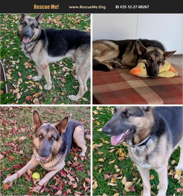 ADOPT 25122700267 ~ German Shepherd Rescue ~ Los Angeles, CA