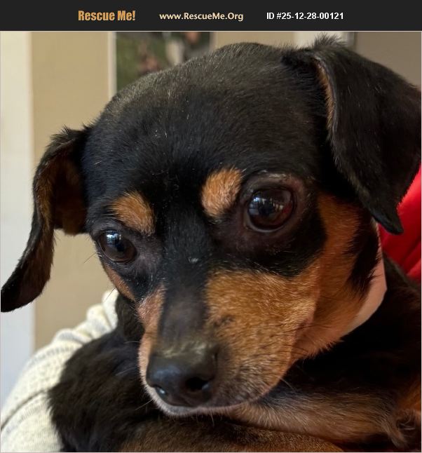 ADOPT 25122800121 ~ Chihuahua Rescue ~ HELENA, AL