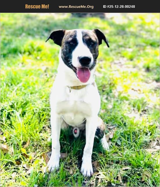 ADOPT 25122800248 ~ Mountain Cur Rescue ~ Hartford, CT