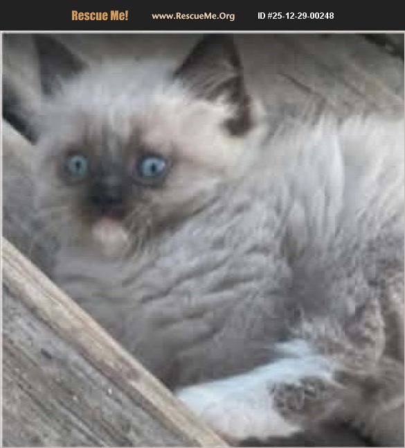 ADOPT 25122900248 ~ Ragdoll Rescue ~ New Braunfels, TX