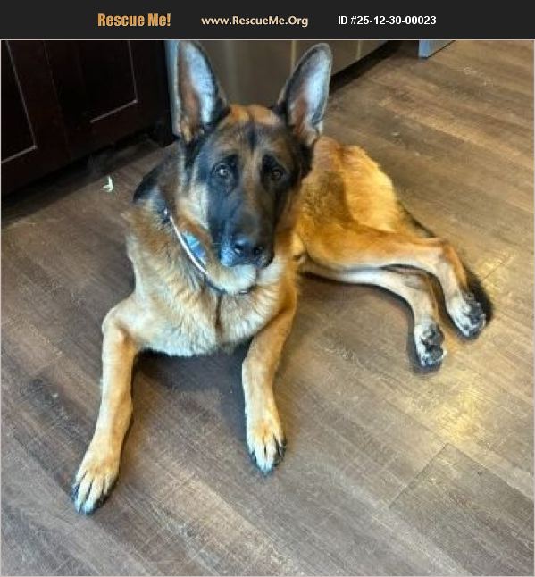 ADOPT 25123000023 ~ German Shepherd Rescue ~ Oxford, MI