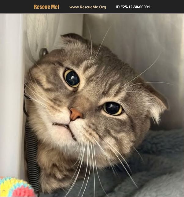 ADOPT 25123000091 ~ Scottish Fold Rescue ~ West Palm Beach, FL
