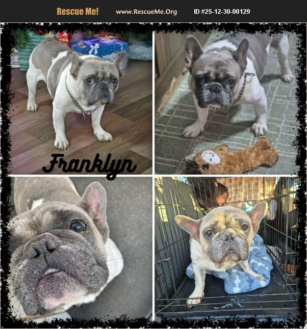 ADOPT 25123000129 ~ French Bulldog Rescue ~ Hackensack, NJ