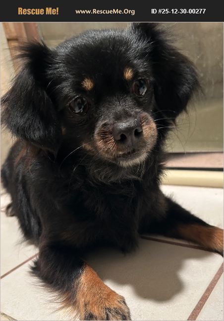 ADOPT 25123000277 ~ Cavalier Rescue ~ la mesa, CA