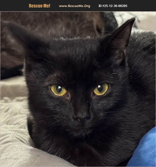 ADOPT 25123000285 ~ Manx Rescue ~ Jemison, AL