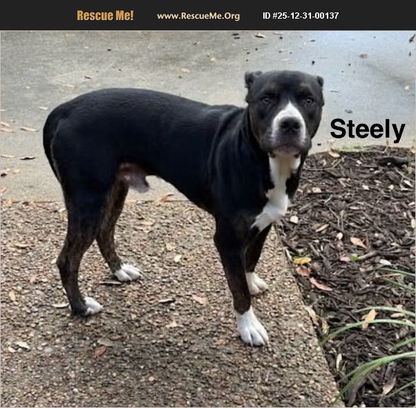 ADOPT 25123100137 ~ American Staffordshire Terrier Rescue ~ Rockport, TX