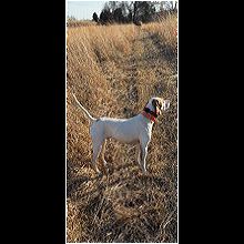 english pointer rescue