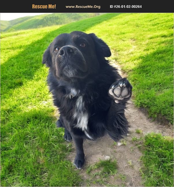 ADOPT 26010200264 ~ Newfoundland Rescue ~ Tucson, AZ