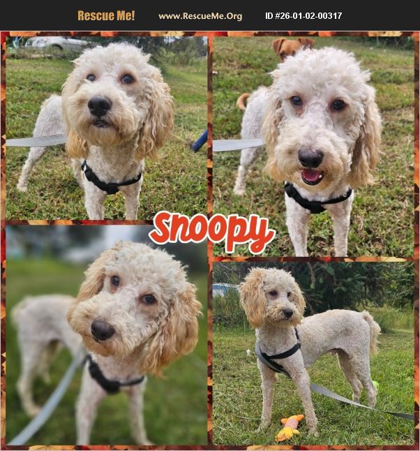 ADOPT 26010200317 ~ Poodle Rescue ~ Cherokee County, SC