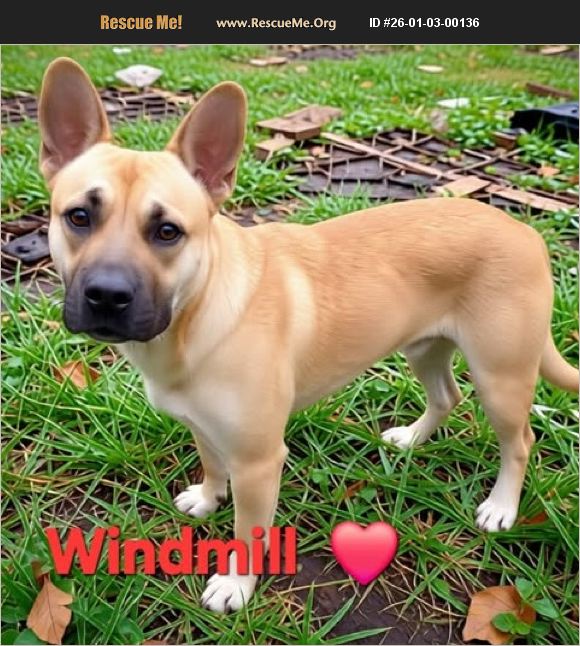 ADOPT 26010300136 ~ German Shepherd Rescue ~ Phoenix, AZ