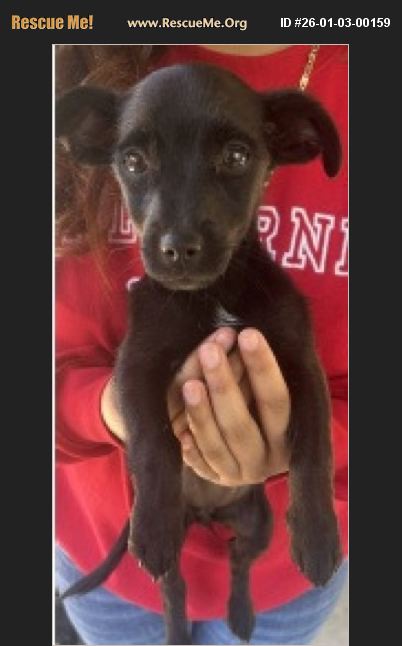 ADOPT 26010300159 ~ Dachshund Rescue ~ Thompson Falls, MT