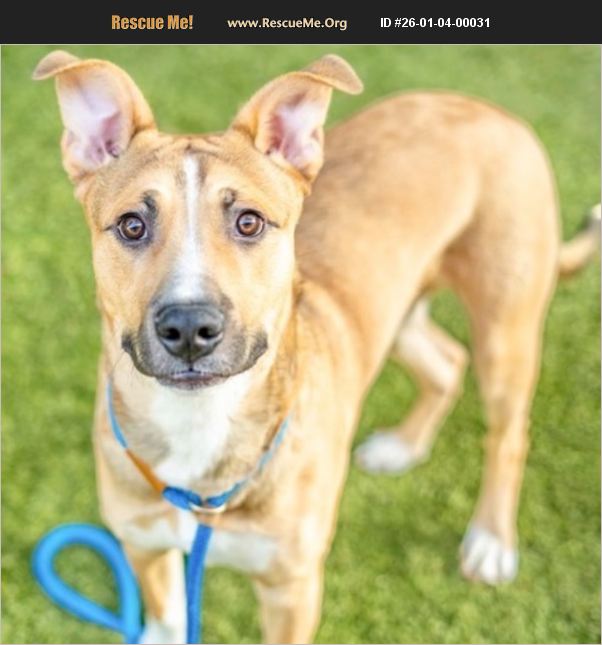 ADOPT 26010400031 ~ German Shepherd Rescue ~ San Jose, CA