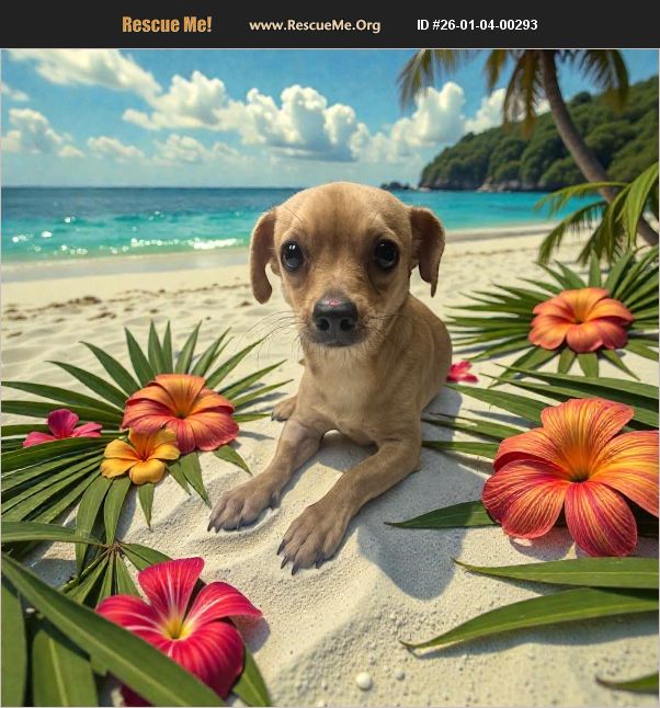 ADOPT 26010400293 ~ Pug Rescue ~ Hardee County, FL