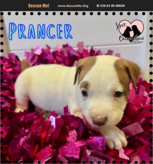 ADOPT 26010500040 ~ Pit Bull Rescue ~ Gilbert, AZ