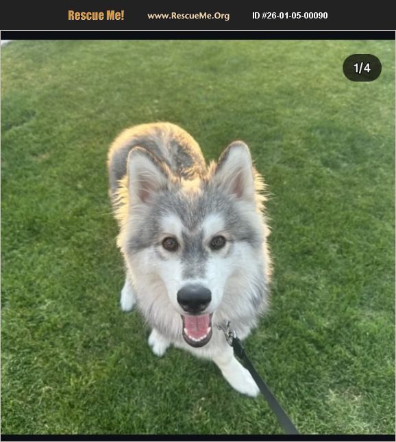 ADOPT 26010500090 ~ Alaskan Malamute Rescue ~ Tolleson, AZ