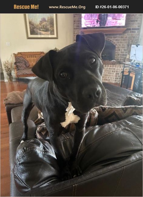 ADOPT 26010600371 ~ Pit Bull Rescue ~ New Haven, CT