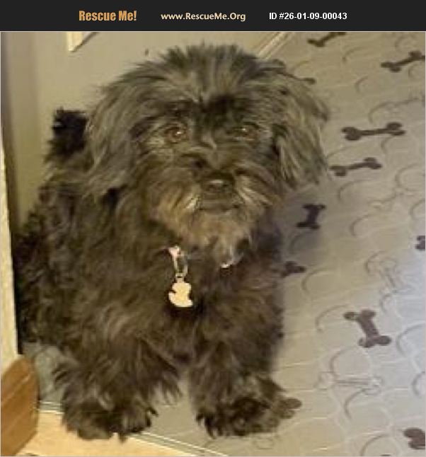 ADOPT 26010900043 ~ Yorkie Rescue ~ Collin County, TX