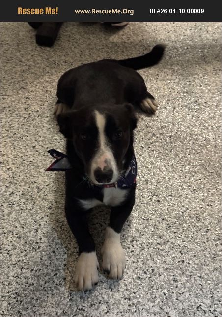 ADOPT 26011000009 ~ Corgi Rescue ~ Raleigh, NC