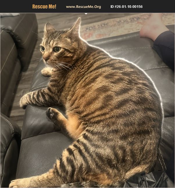 ADOPT 26011000156 ~ Bengal Rescue ~ Hesperia, CA