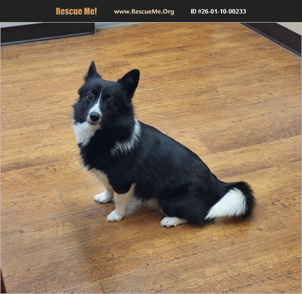 ADOPT 26011000233 ~ Corgi Rescue ~ Lakewood, CO