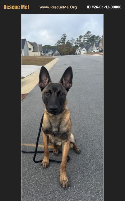ADOPT 26011200088 ~ Belgian Malinois Rescue ~ North Charleston, SC
