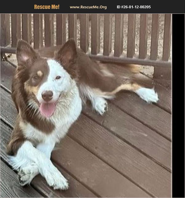 ADOPT 26011200205 ~ Border Collie Rescue ~ Salina, KS