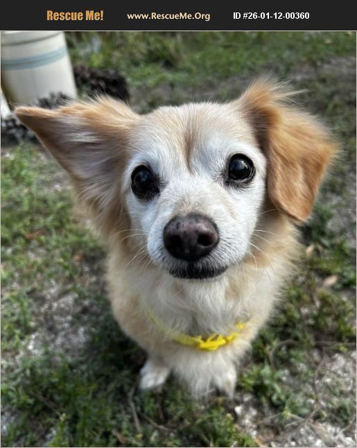 ADOPT 26011200360 ~ Chihuahua Rescue ~ Bradenton, FL