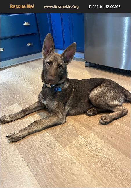 ADOPT 26011200367 ~ German Shepherd Rescue ~ Roland, AR