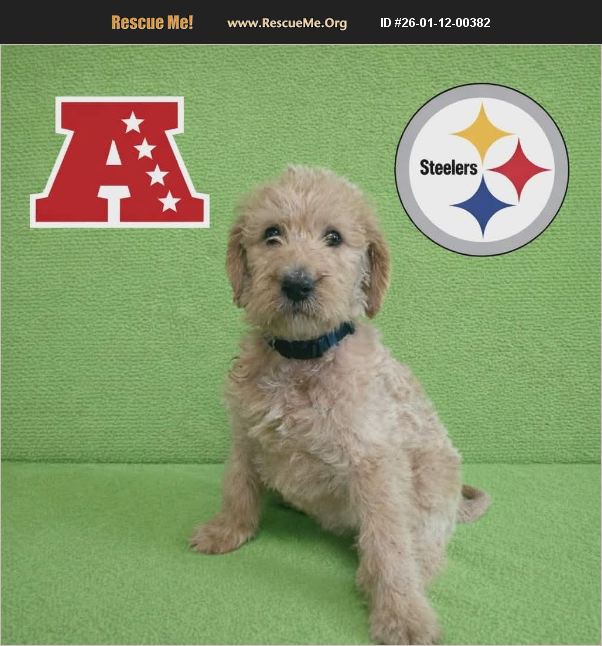 ADOPT 26011200382 ~ Poodle Rescue ~ Harrisburg, PA