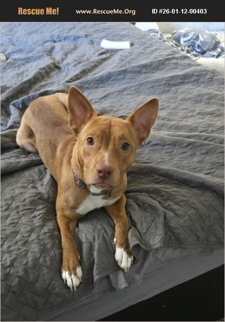 ADOPT 26011200403 ~ American Staffordshire Terrier Rescue ~ Rocky Mount, NC