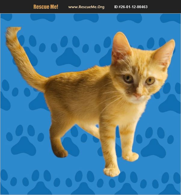 ADOPT 26011200463 ~ Domestic Cat Rescue ~ Huddleston, VA