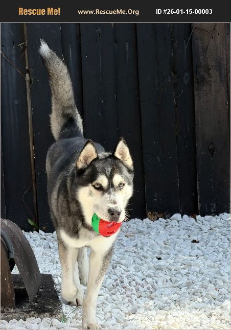 ADOPT 26011500003 ~ Alaskan Malamute Rescue ~ Hialeah, FL
