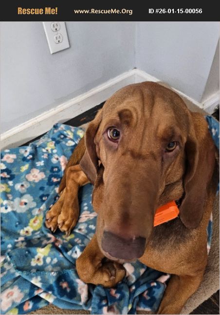 ADOPT 26011500056 ~ Bloodhound Rescue ~ Ovid, MI