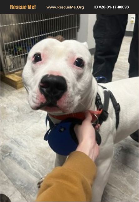 ADOPT 26011700093 ~ American Staffordshire Terrier Rescue ~ Danville, IL