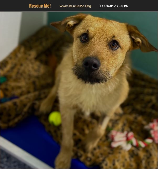 ADOPT 26011700197 ~ Border Terrier Rescue ~ Log Lane Village, CO